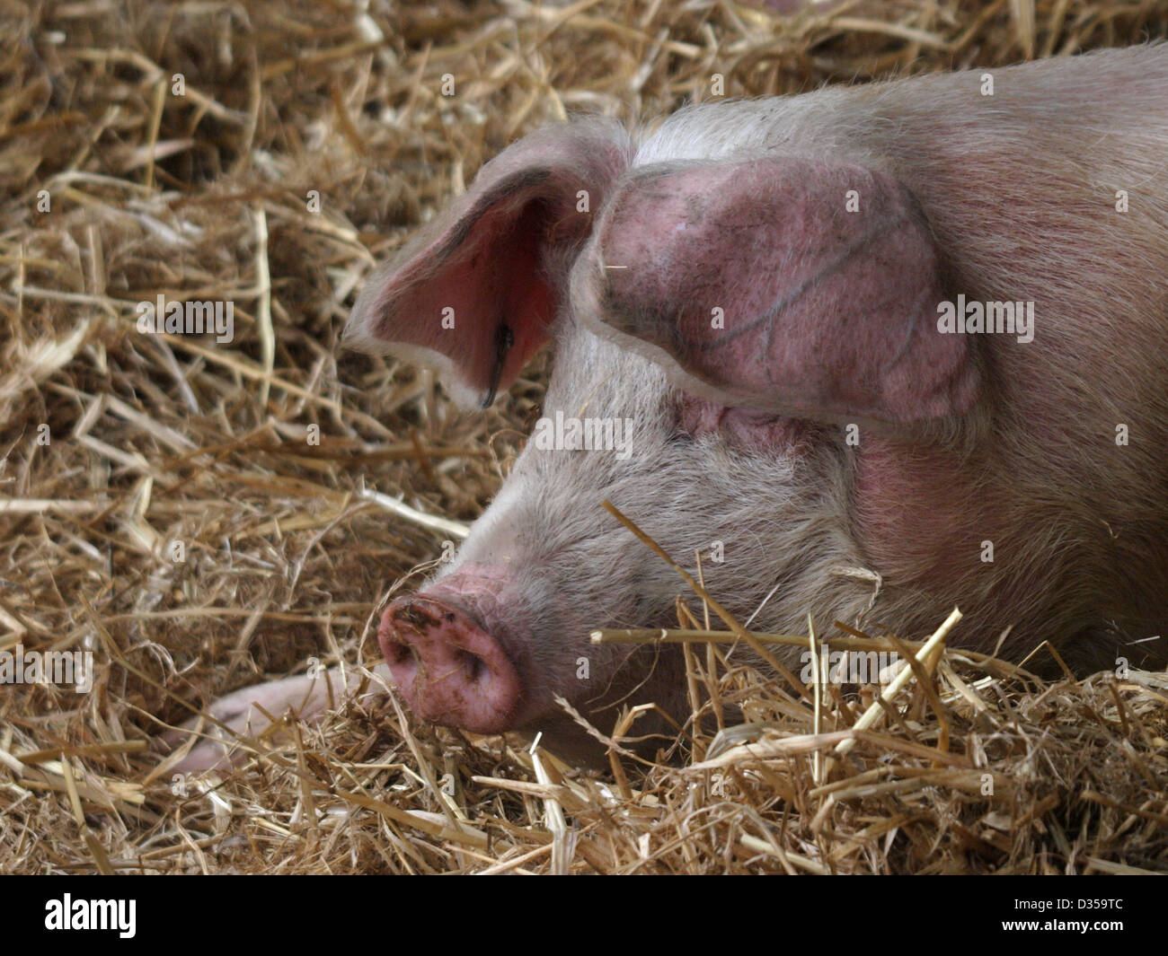 Straw pig hi-res stock photography and images - Alamy
