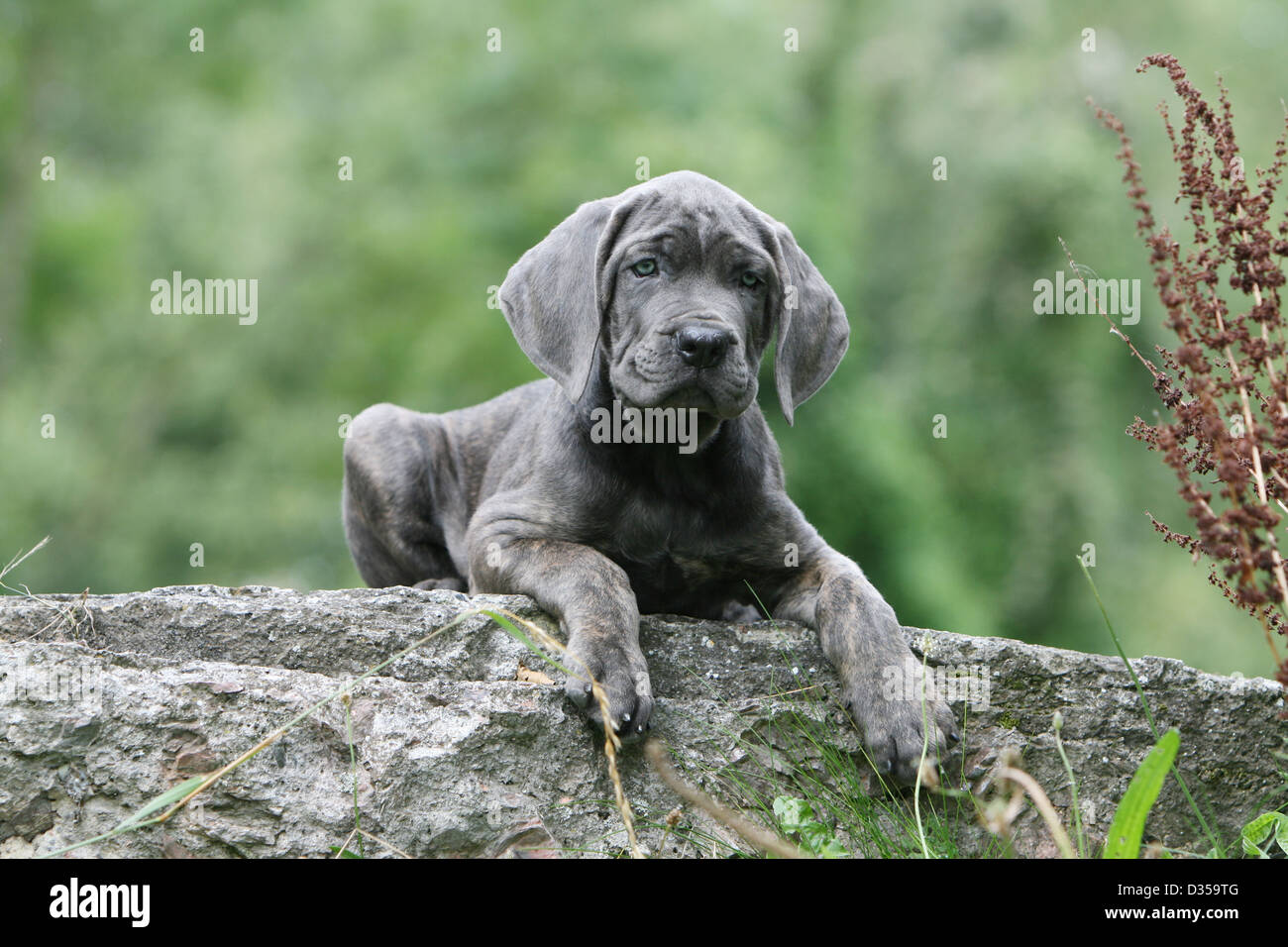 Dog Cane Corso / Italian Molosser puppy lying on a rock Stock Photo - Alamy