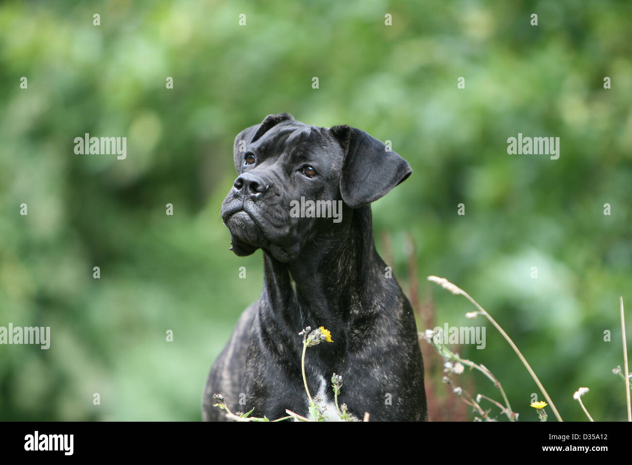 Dog Cane Corso / Italian Molosser adult portrait profile Stock Photo ...