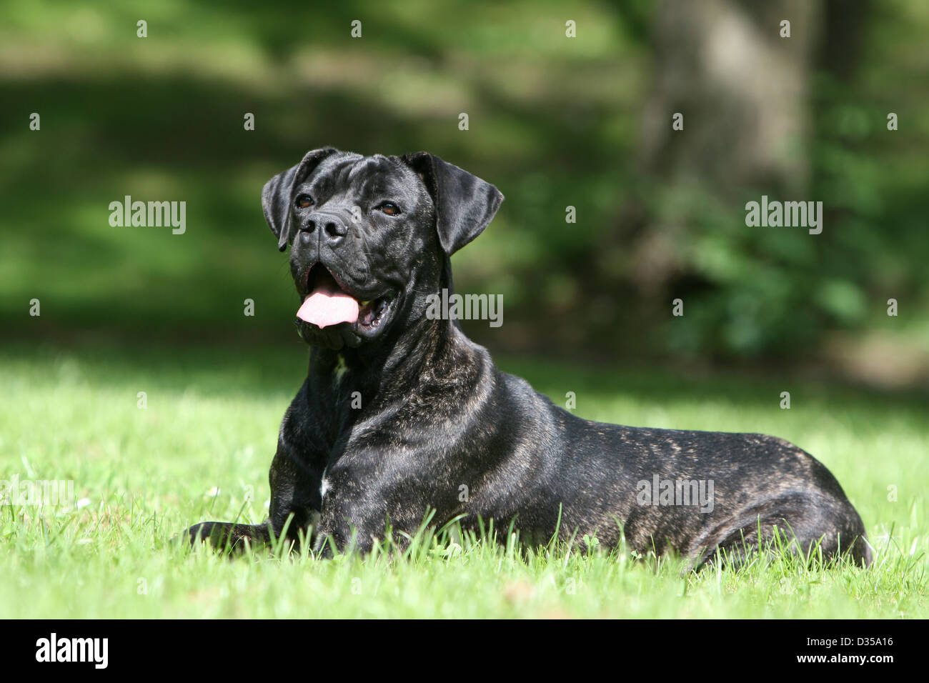 Dog Cane Corso / Italian Molosser adult lying in a meadow Stock Photo ...