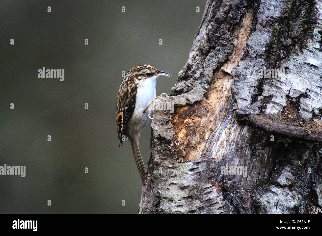 A treecreeper on the trunk of a tree Stock Photo - Alamy