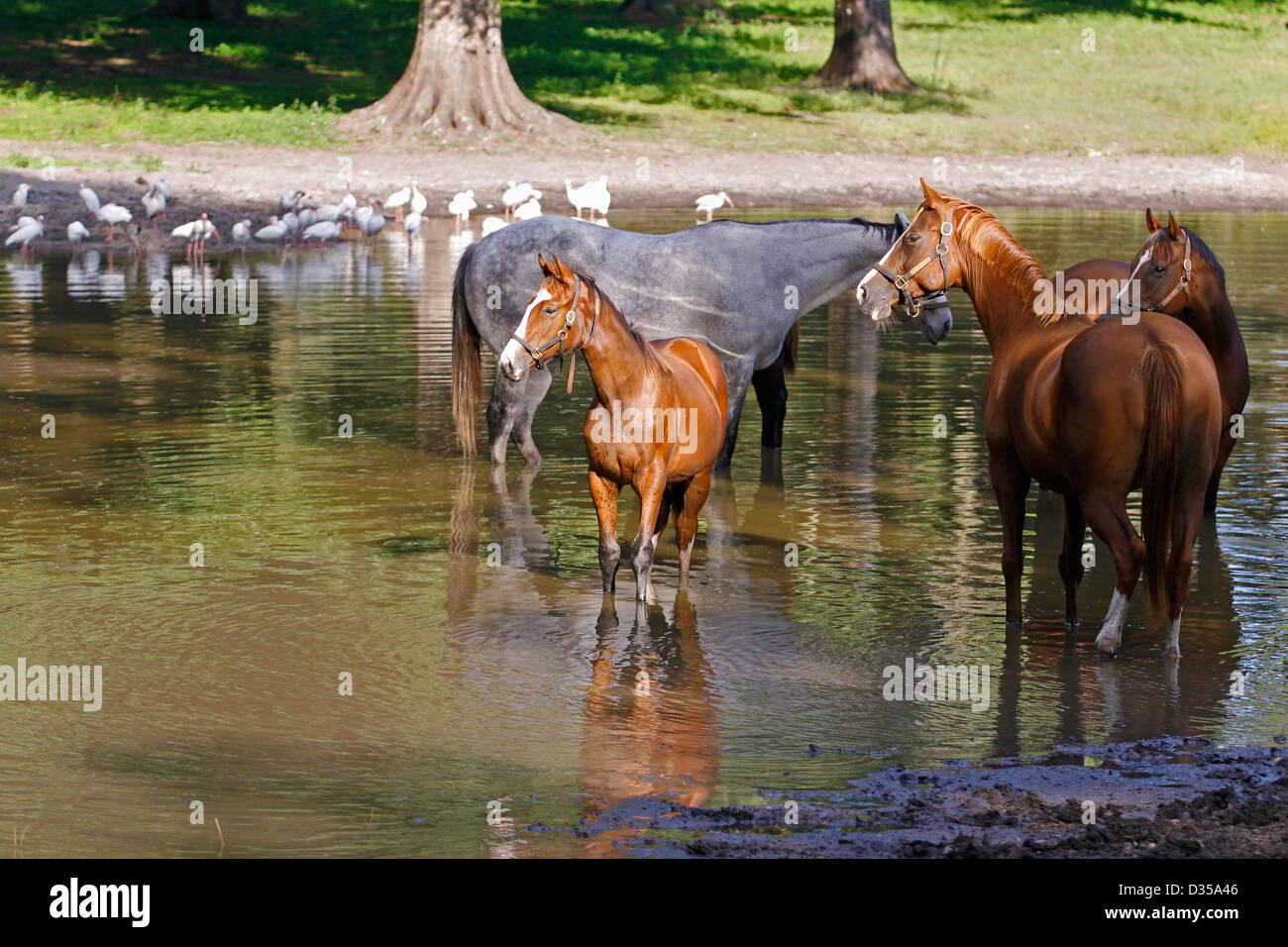 Relax by a pond hi-res stock photography and images - Alamy