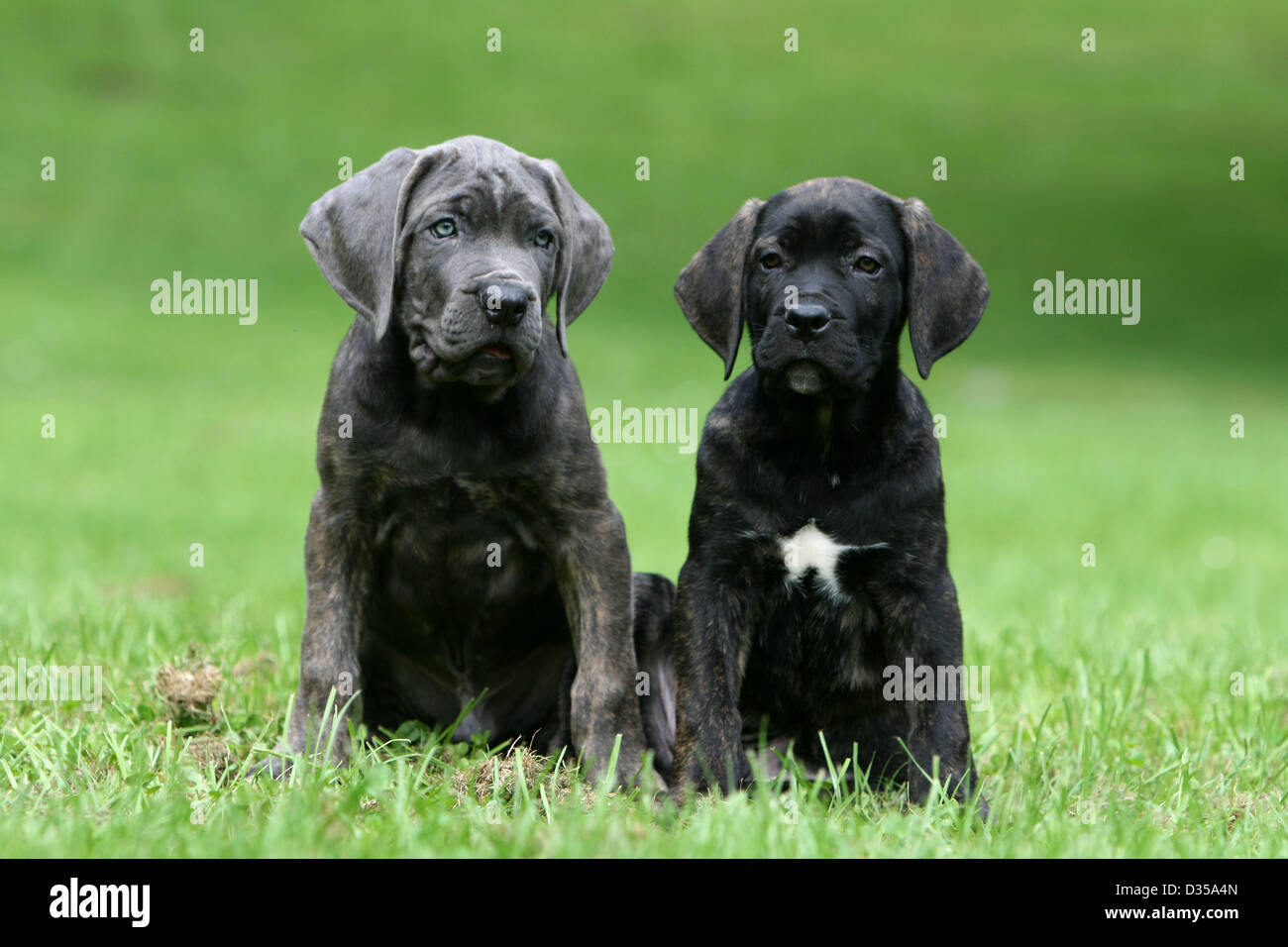 Dog Cane Corso / Italian Molosser two puppies different colors sitting ...