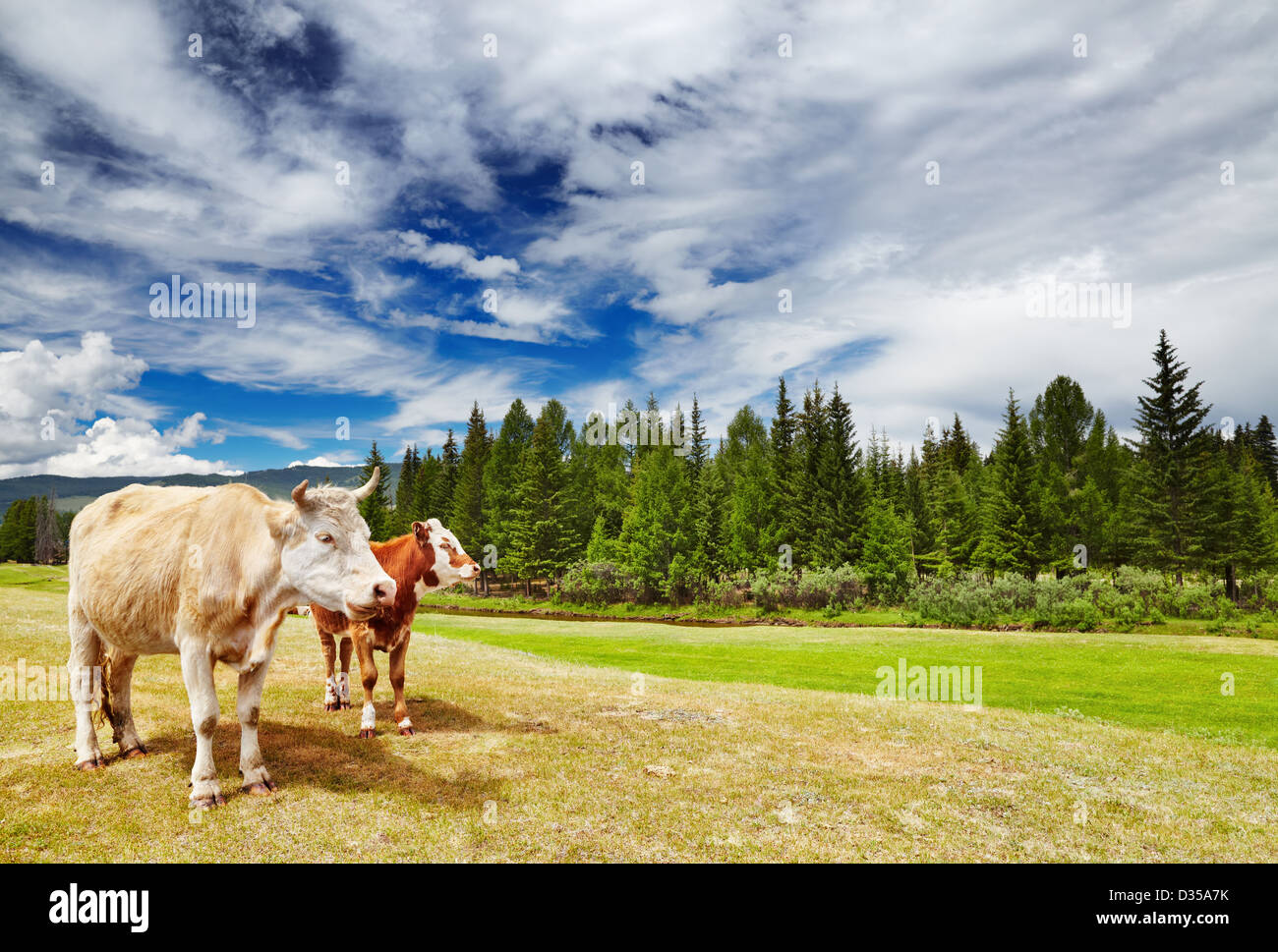 Rural landscape with cows and forest Stock Photo - Alamy