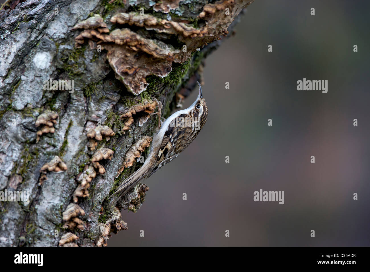Tree Creeper foraging for food Stock Photo - Alamy