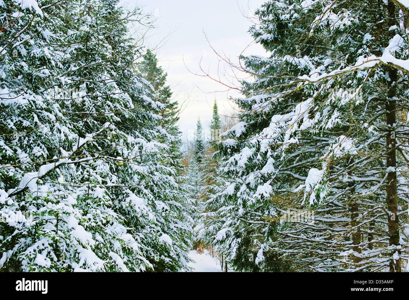 Beautiful HDR landscape of the boreal forest on a cold winter day with ...