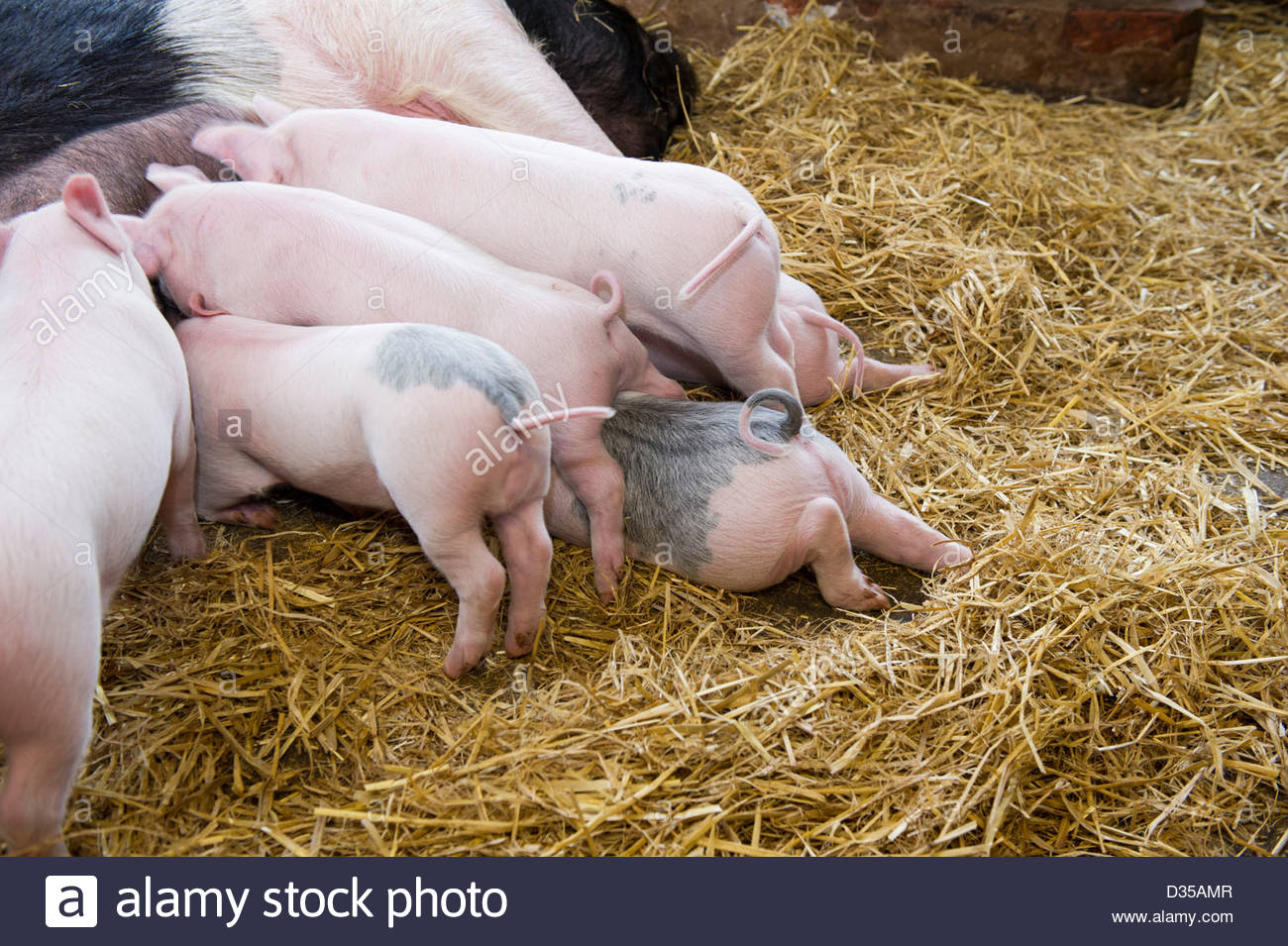 Barn Straw Floor Stock Photos & Barn Straw Floor Stock Images - Alamy