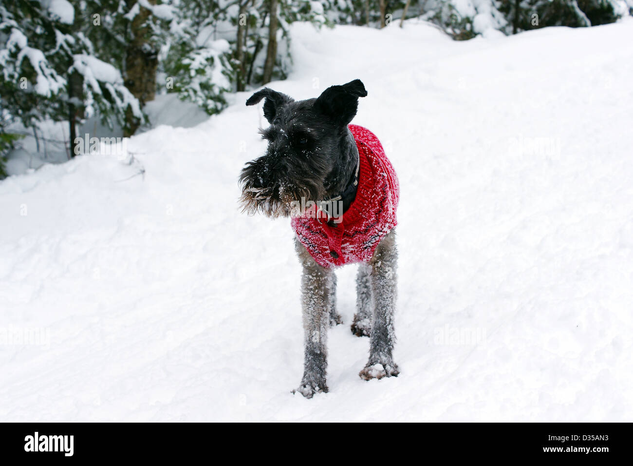 Schnauzer dog in the snow Stock Photo - Alamy