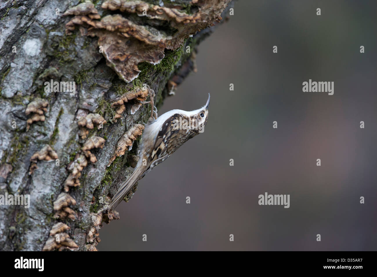 Tree Creeper foraging for food Stock Photo - Alamy