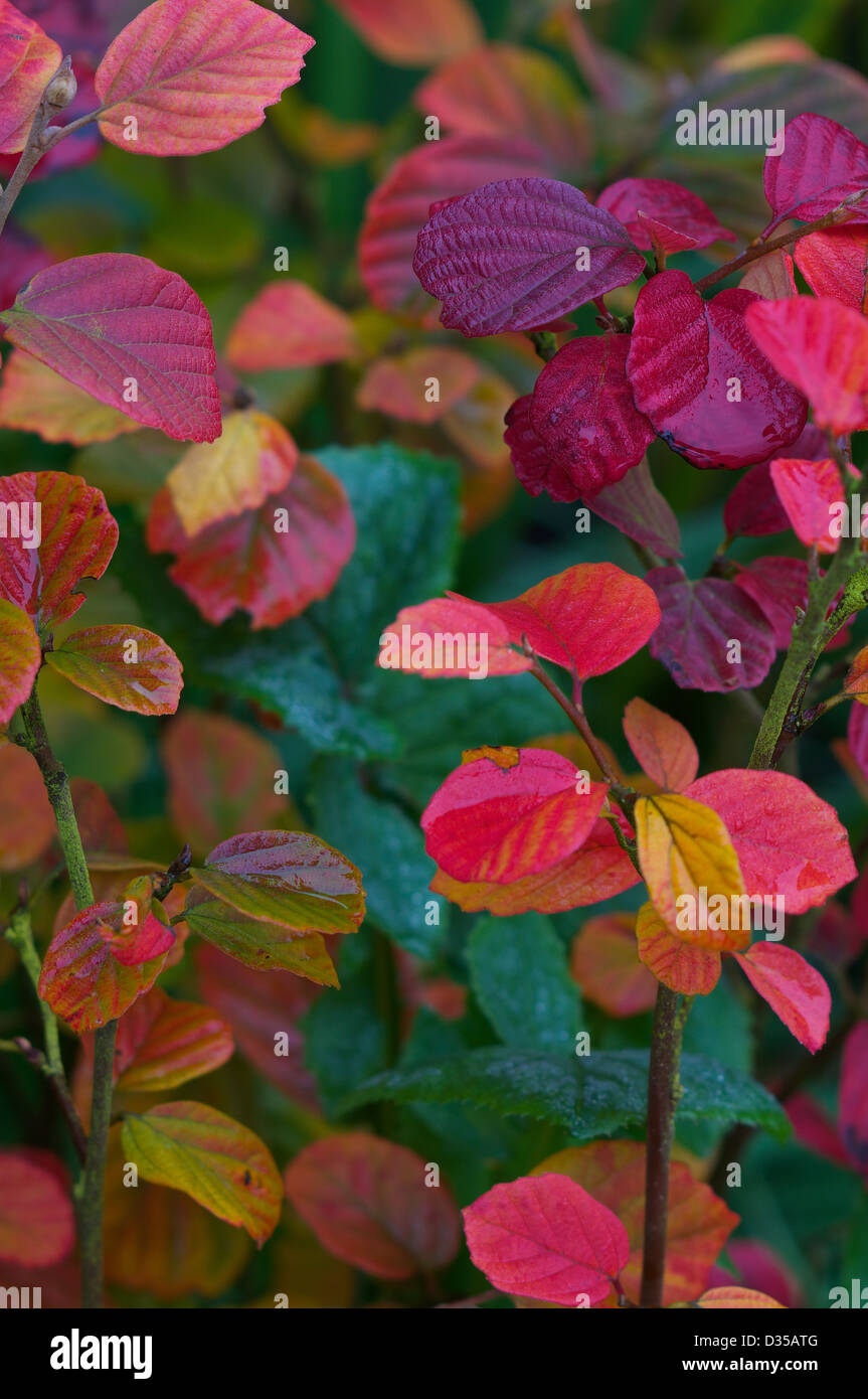 Fothergilla in Autumn Stock Photo - Alamy