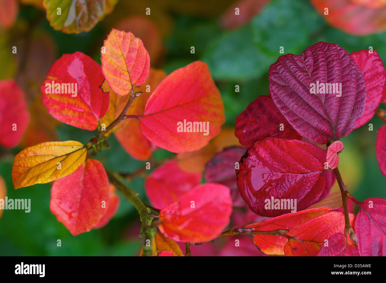 Fothergilla in Autumn Stock Photo - Alamy