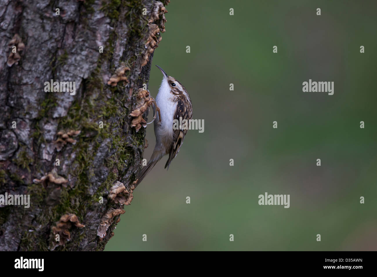 Tree Creeper foraging for food Stock Photo - Alamy
