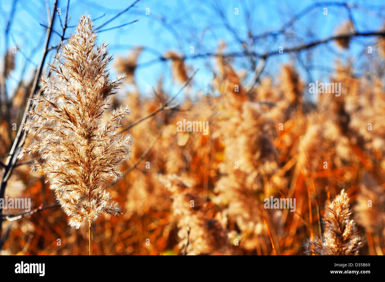 Common reed during fall Stock Photo - Alamy