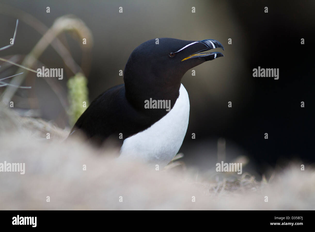 Razorbill on skomer island hi-res stock photography and images - Alamy