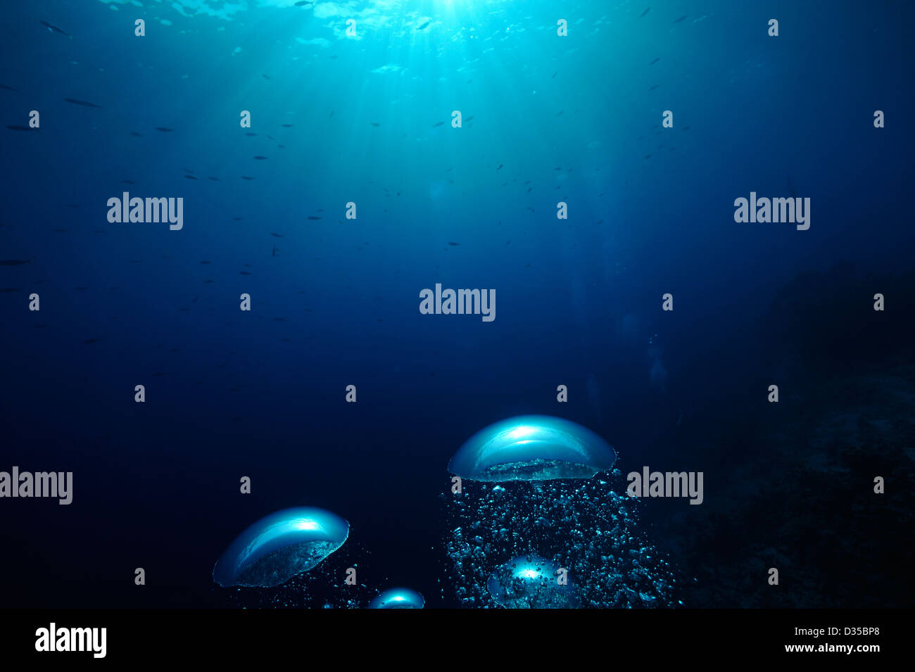 Underwater view of bubbles rising to the surface, bubbles from divers ...