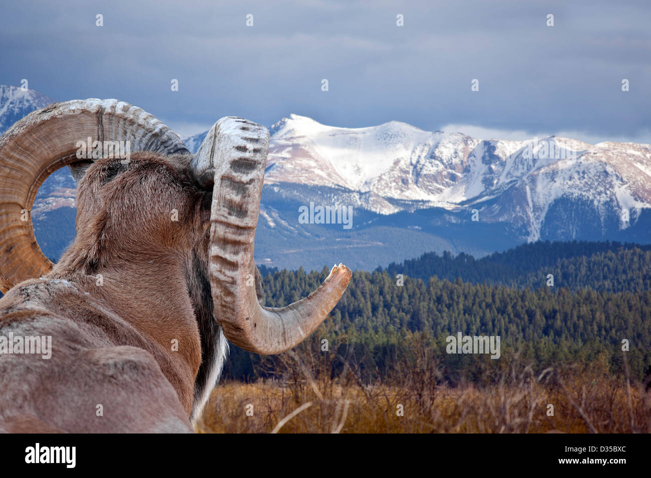 Mountain sheep landscape color bighorn goat mountain ram hi-res stock ...