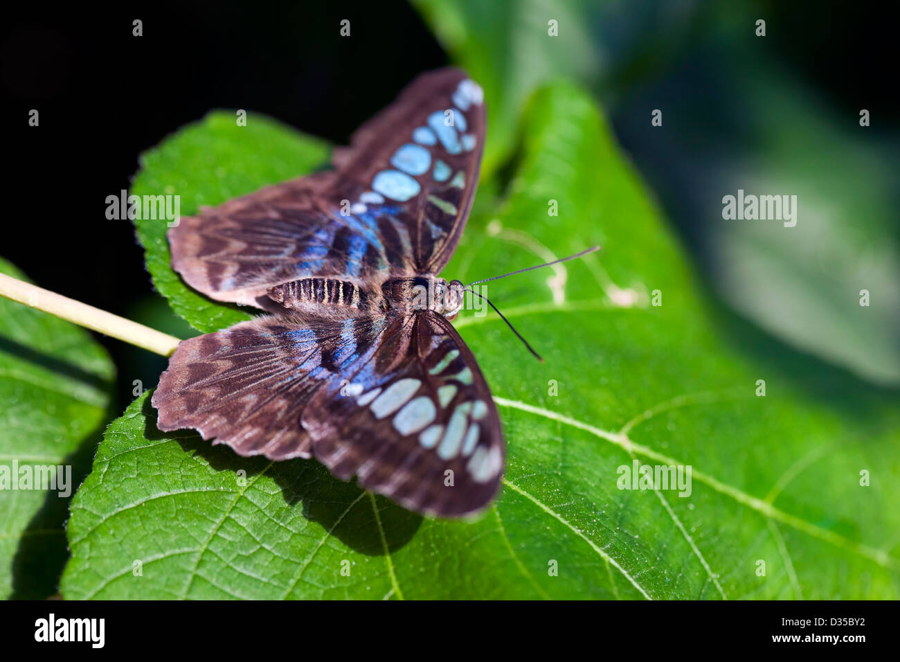 Clipper butterfly hi-res stock photography and images - Alamy