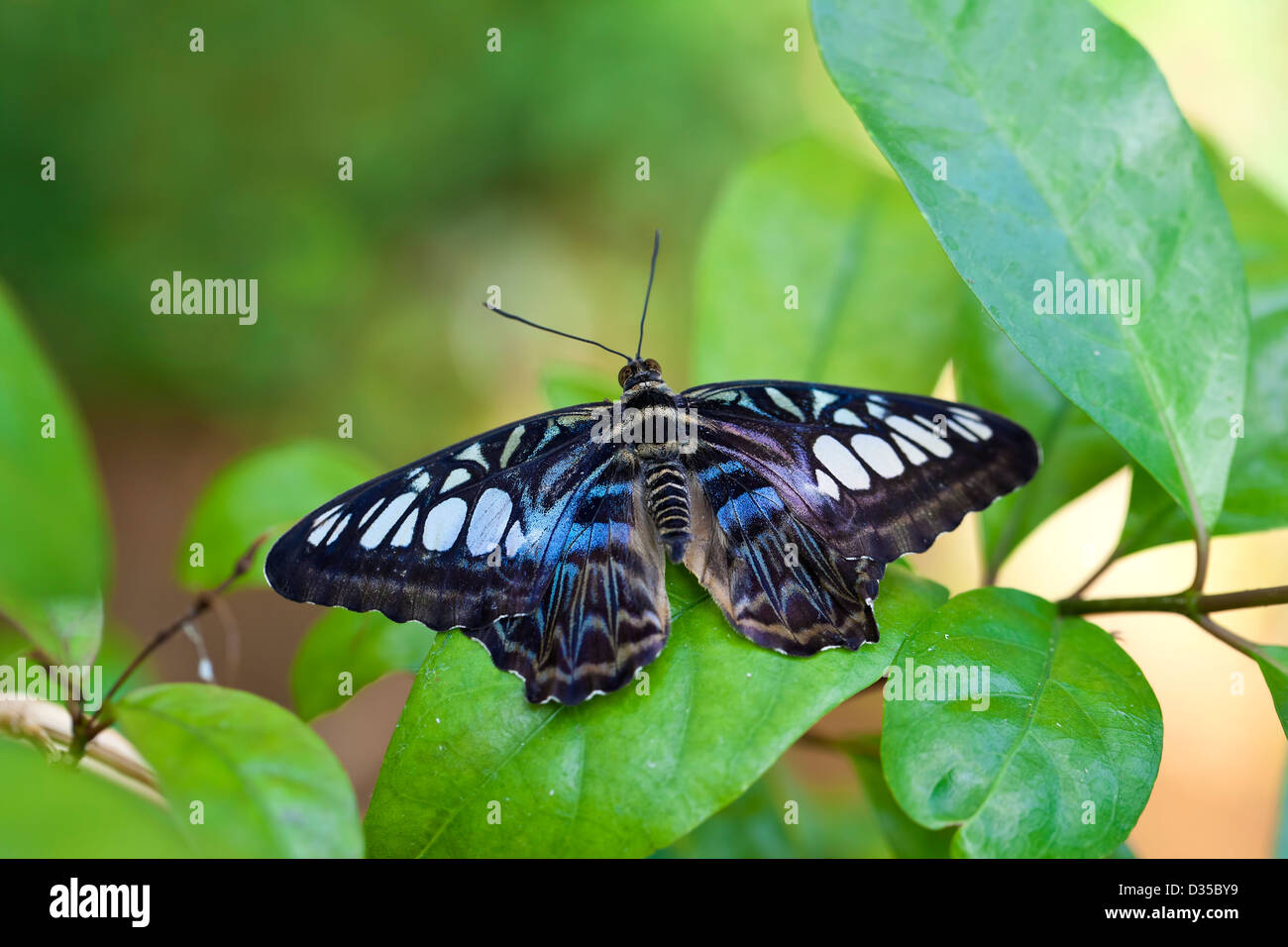 South asia butterfly hi-res stock photography and images - Alamy