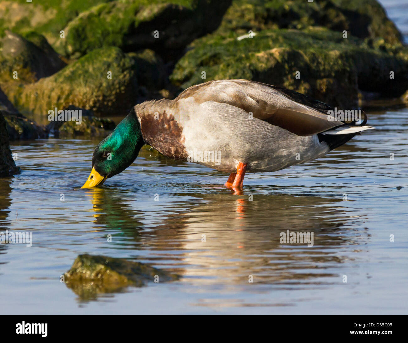 Mallard duck aves hi-res stock photography and images - Alamy