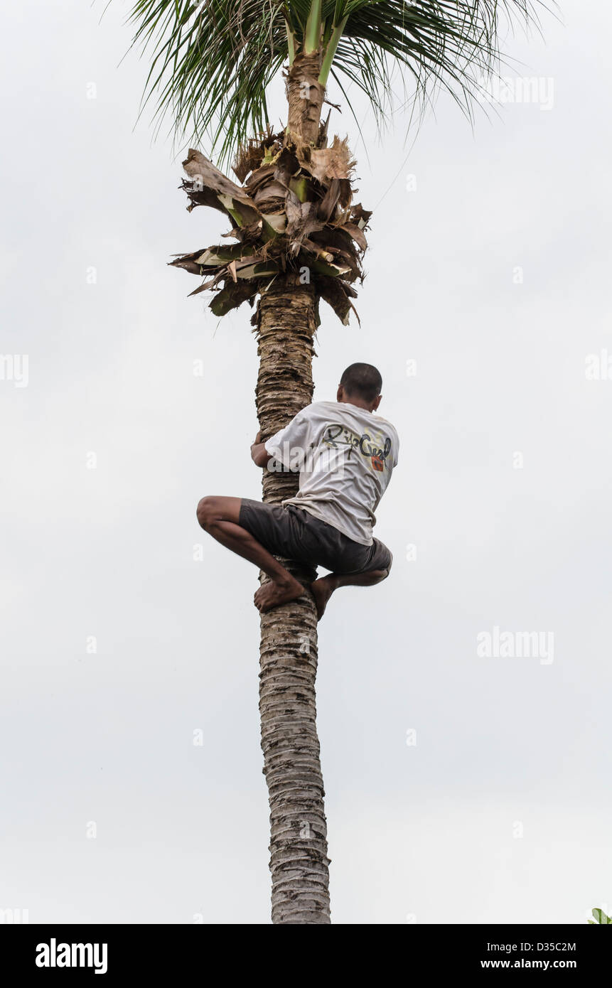 Palm tree arborist climbing in palm tree in order to clean it from leaf ...
