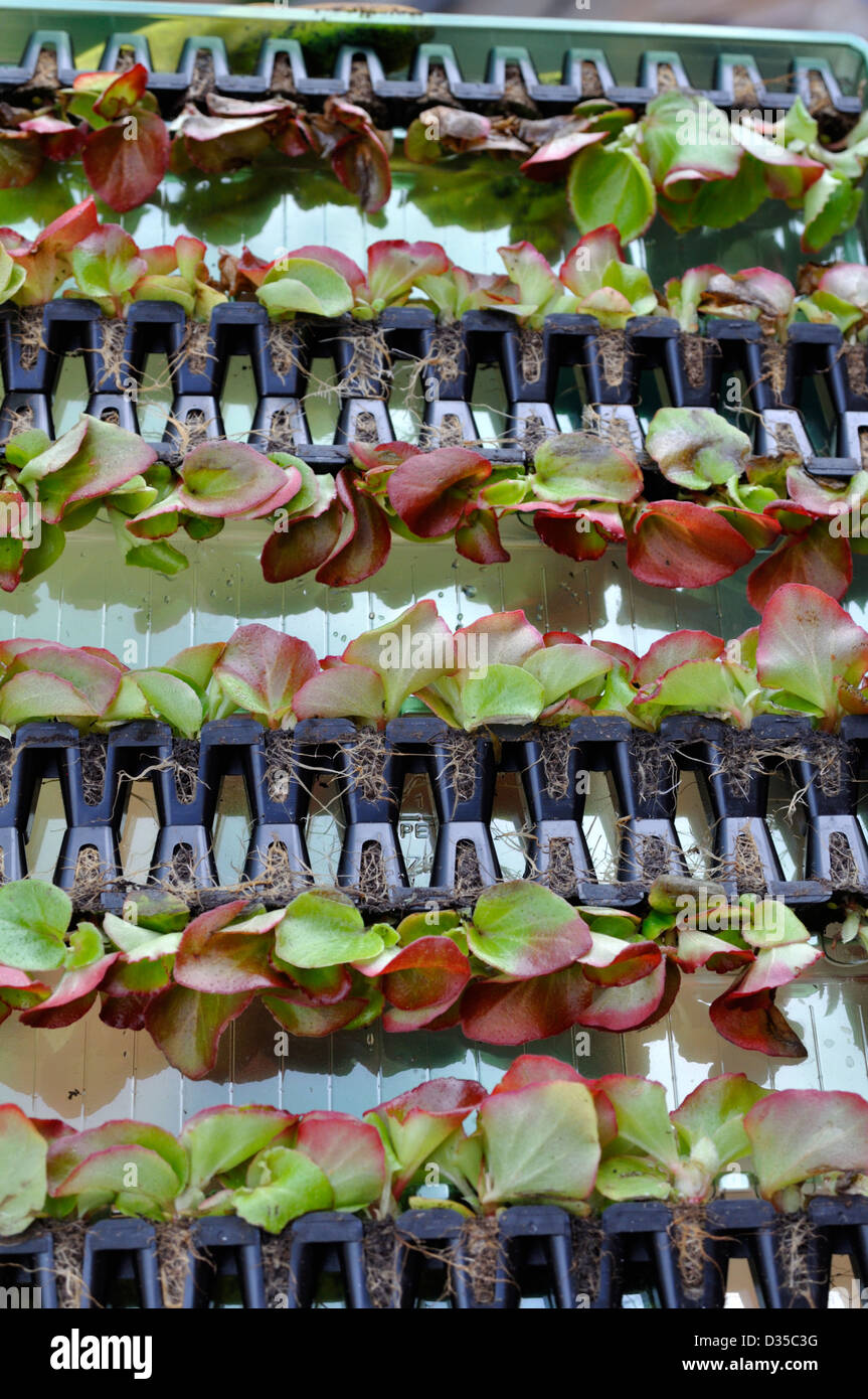 Begonia semperflorens 'Lotto Mixed' plug plants ready to re-pot Stock ...