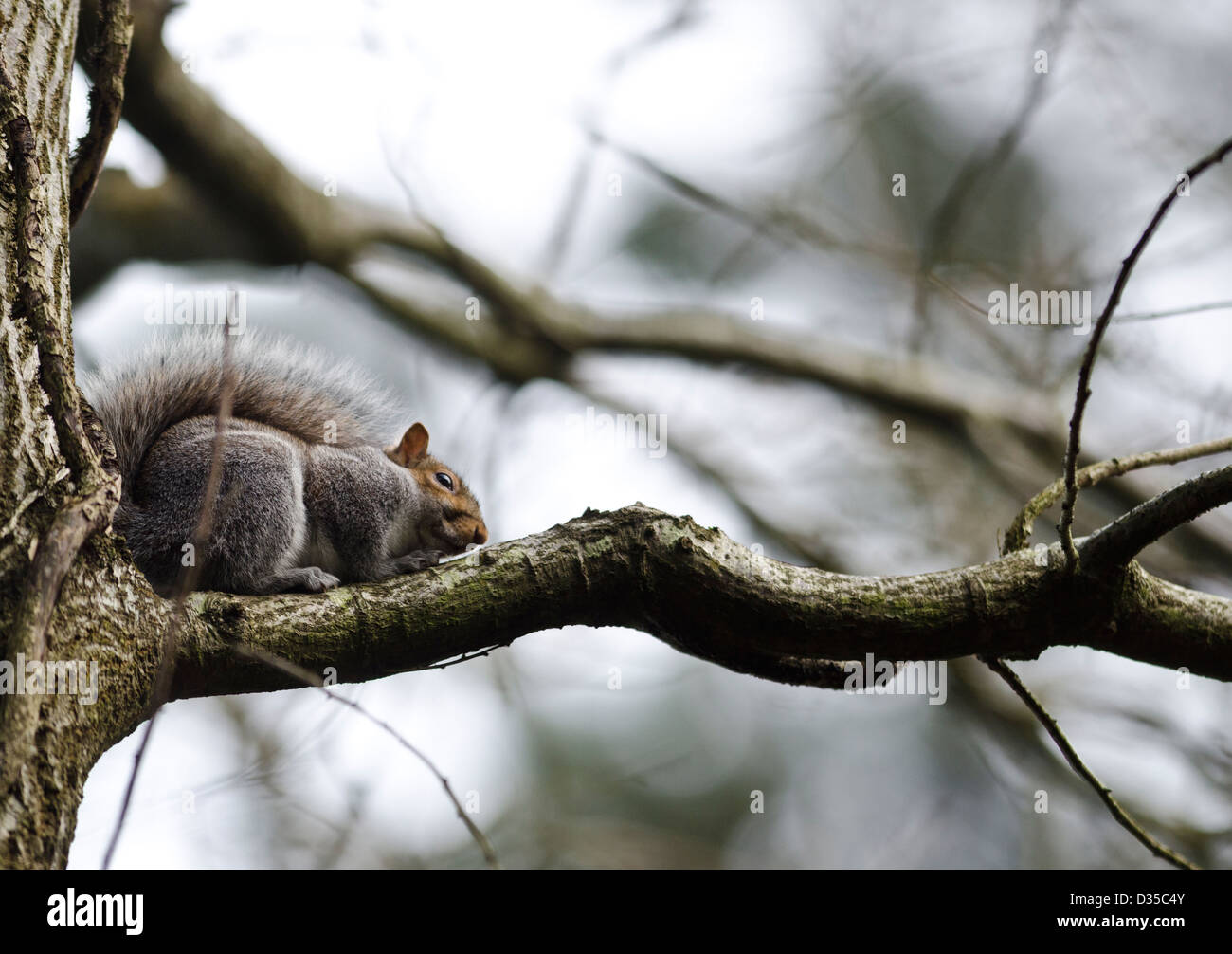 Grey Squirrel in Tree Stock Photo - Alamy