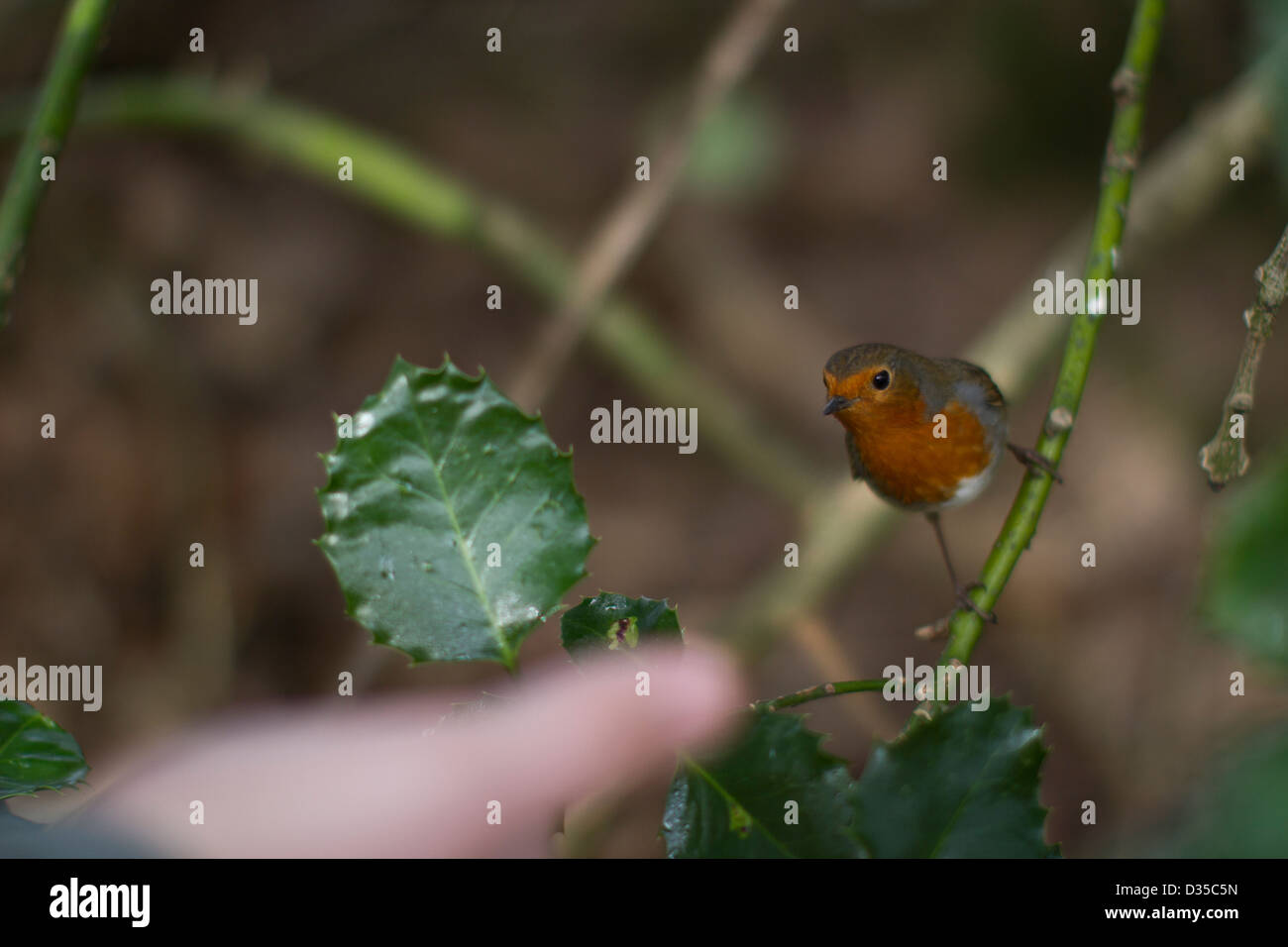 Hand robin hi-res stock photography and images - Alamy