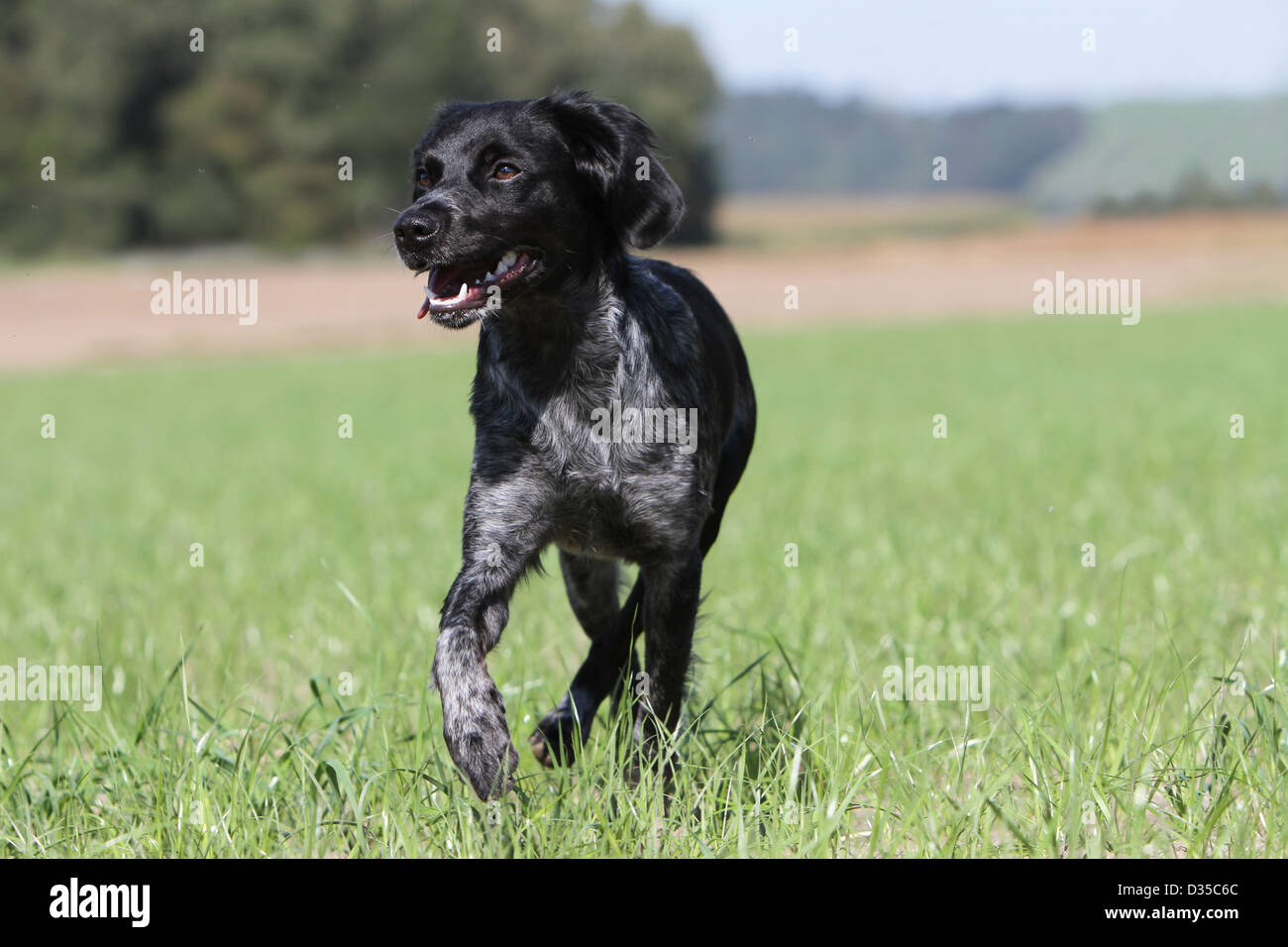 Dog Brittany Spaniel / Epagneul breton young (black roan) running in a ...