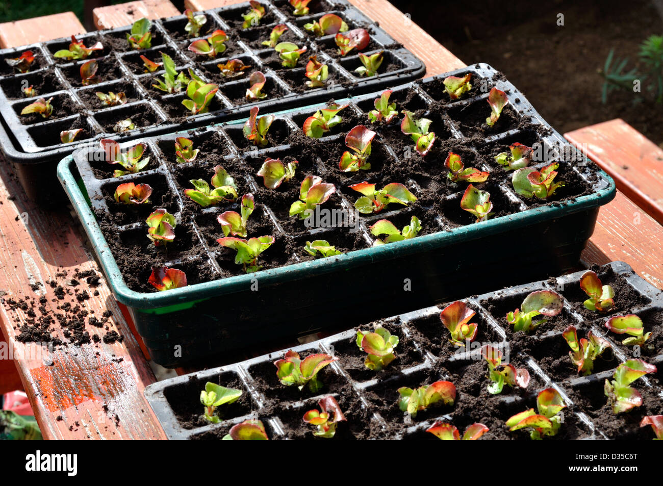 Begonia semperflorens 'Lotto Mixed' plug plants repotted on bench in ...