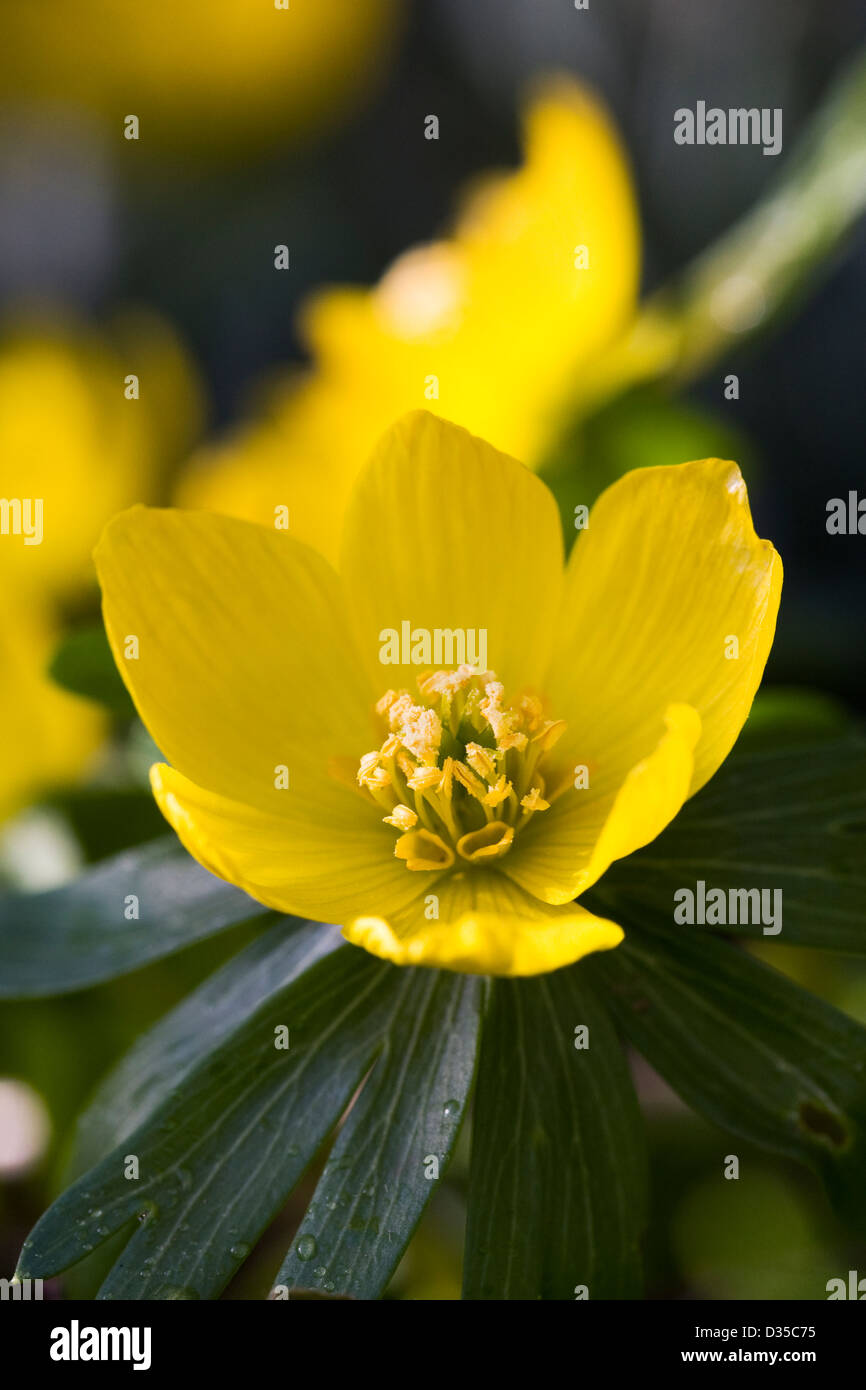 Eranthis hyemalis flower in Winter. Close up of a winter aconite flower ...
