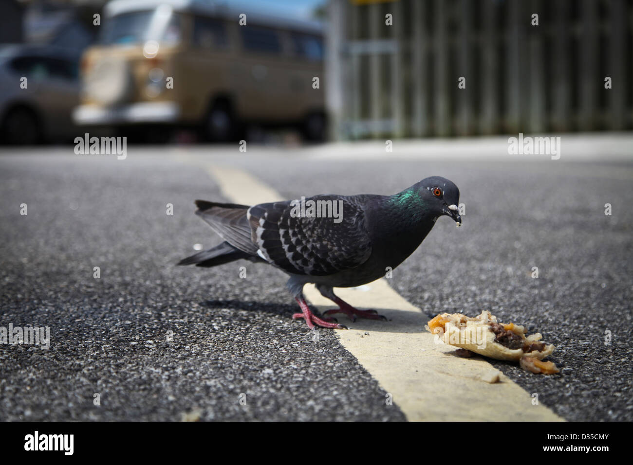 Pigeon eating food Stock Photo - Alamy
