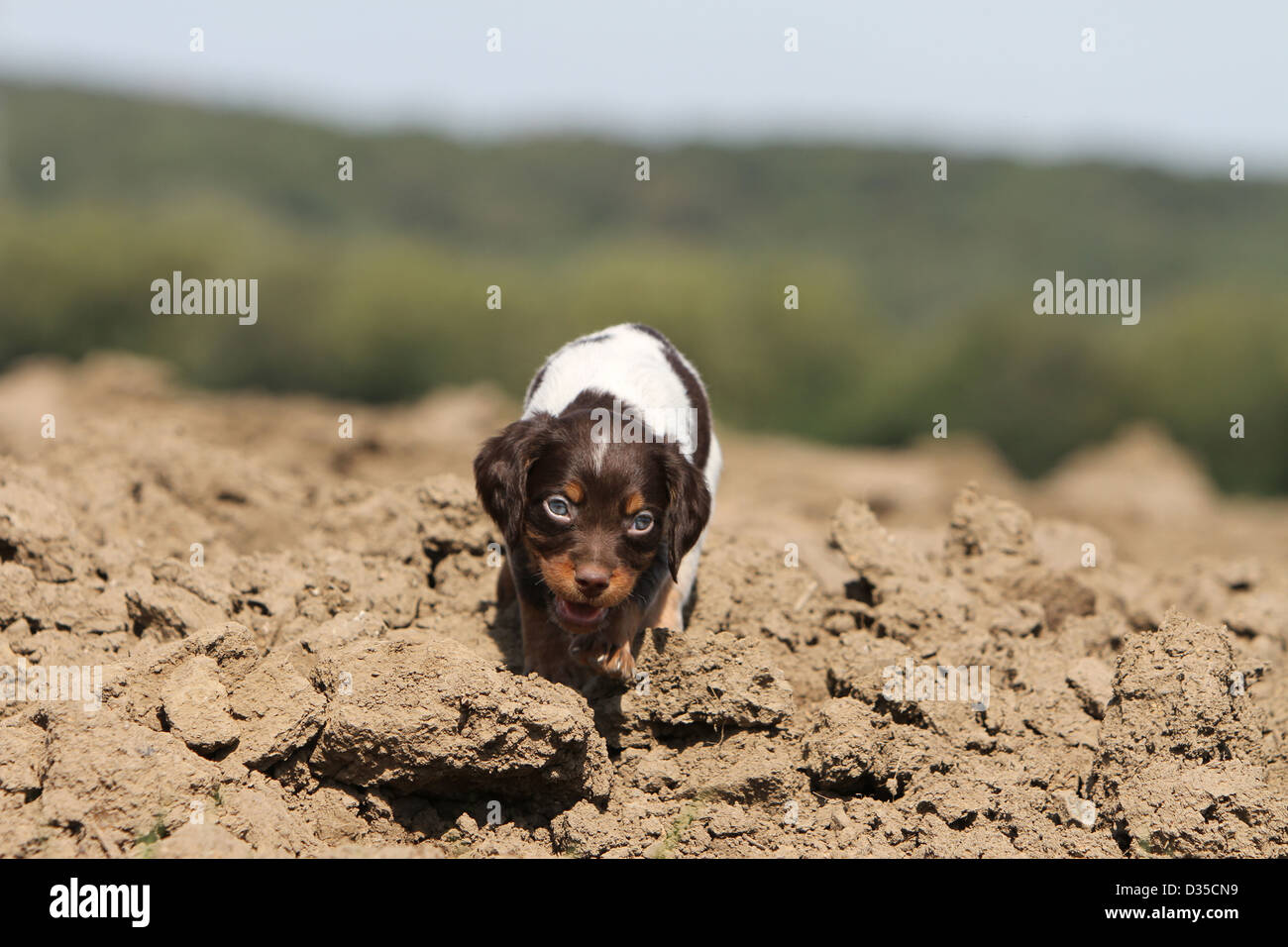 Dog Brittany Spaniel / Epagneul breton puppy running in a field Stock ...