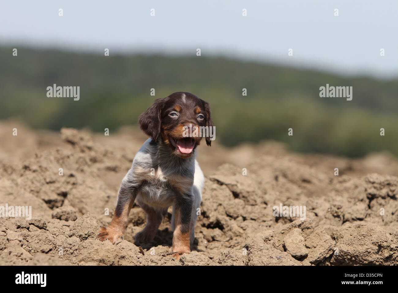 Dog Brittany Spaniel / Epagneul breton puppy standing in a field Stock ...
