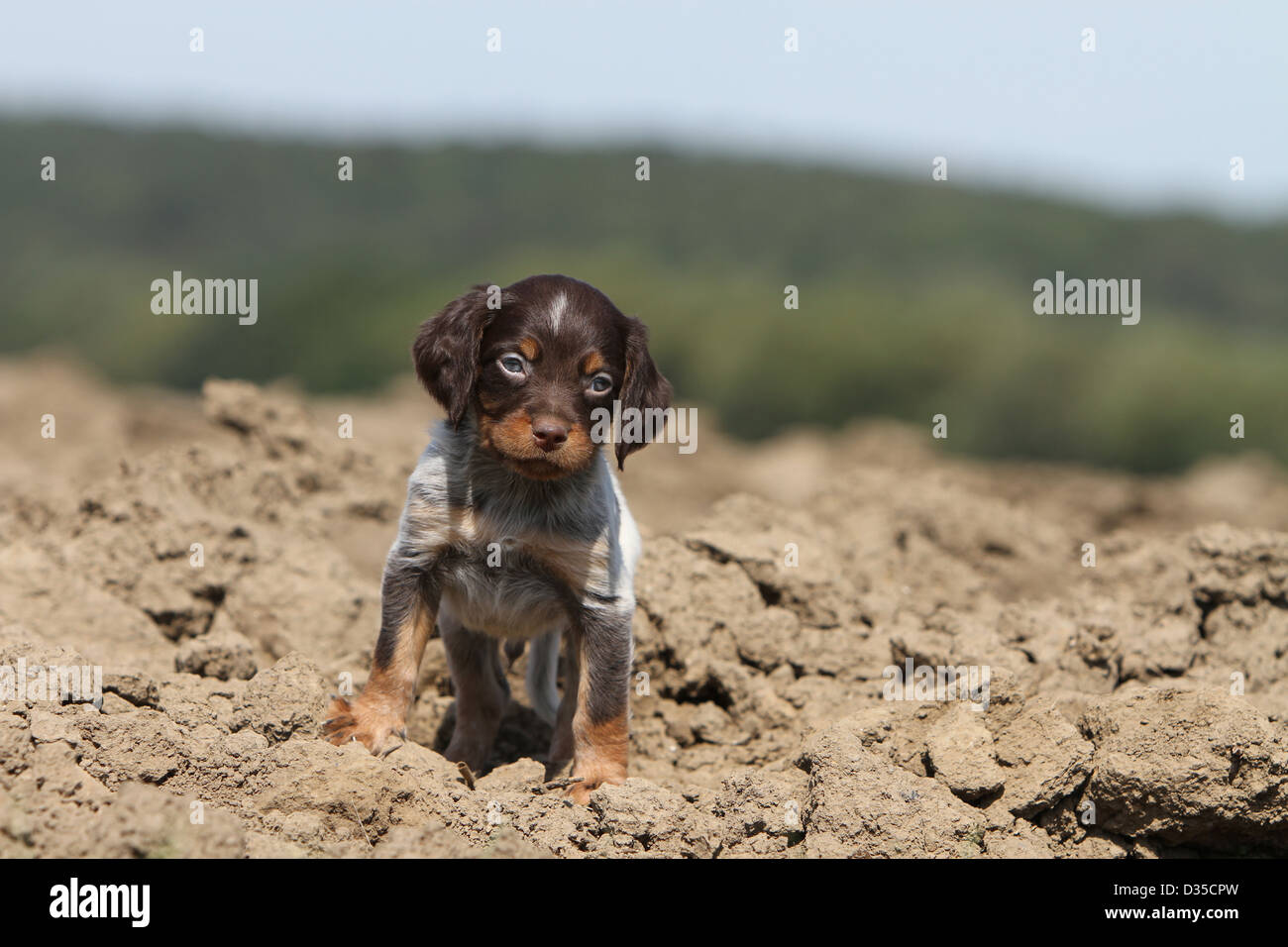 Dog Brittany Spaniel / Epagneul breton puppy standing in a field Stock ...