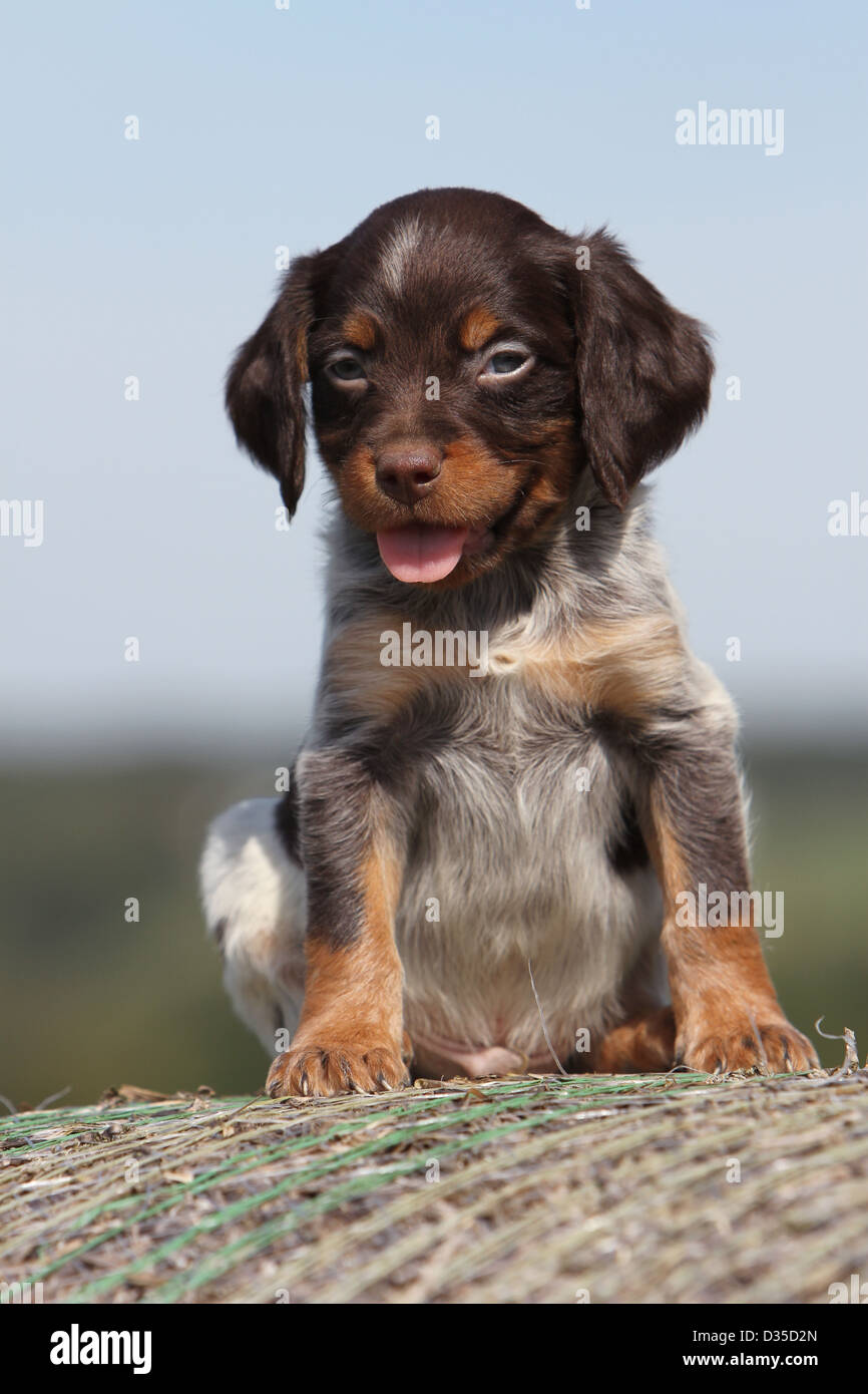 Dog Brittany Spaniel / Epagneul breton puppy sitting on the straw Stock ...