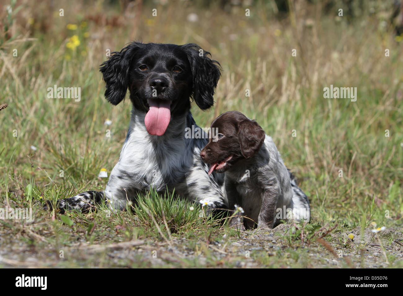 What Color Is Roan Dog