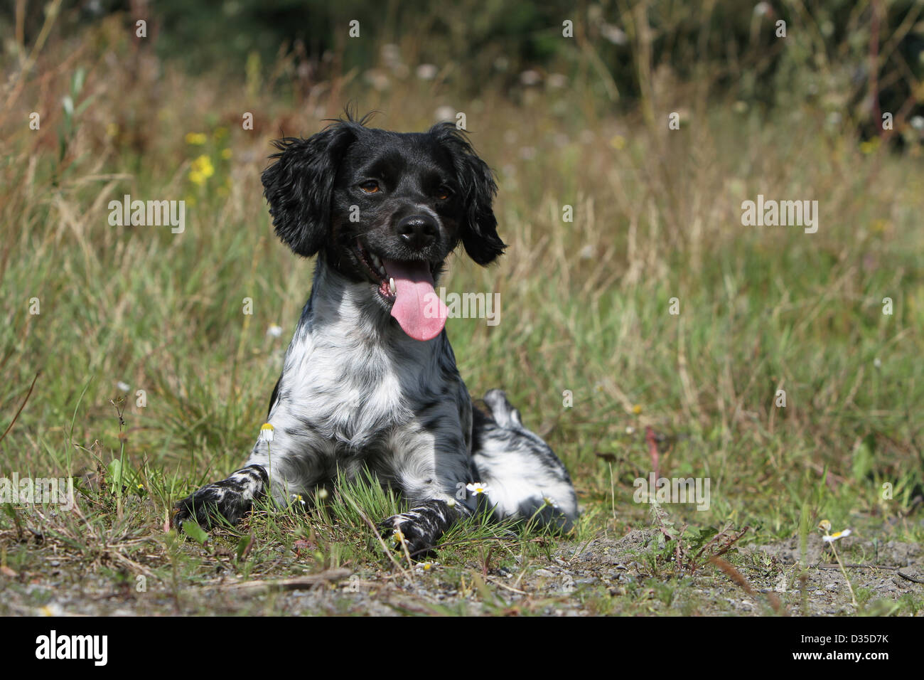 Dog Brittany Spaniel / Epagneul breton adult (black and white) lying in ...