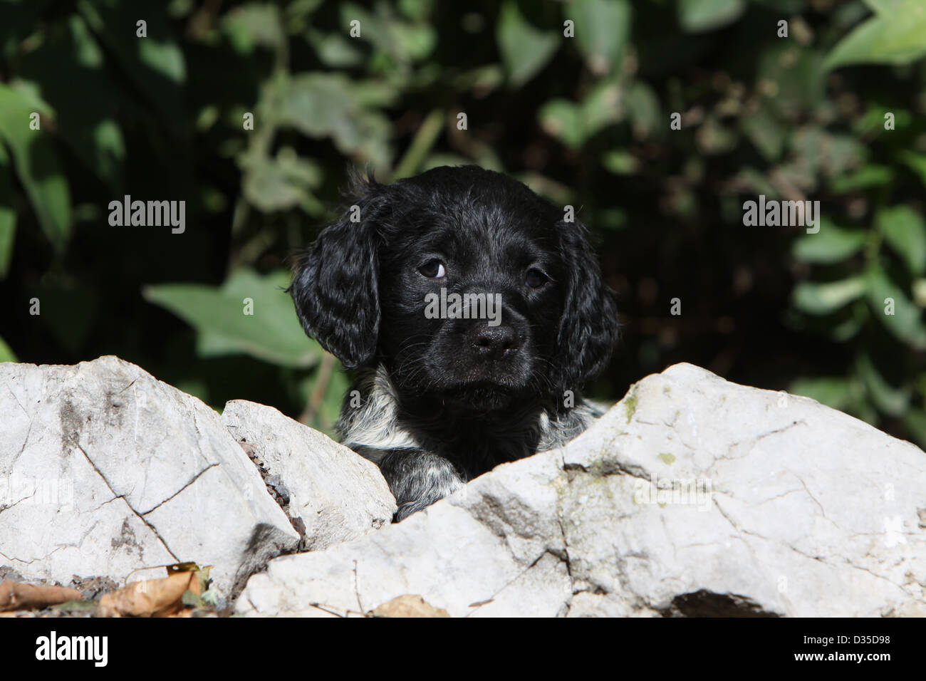 Dog Brittany Spaniel / Epagneul breton puppy (black roan) lying on the ...