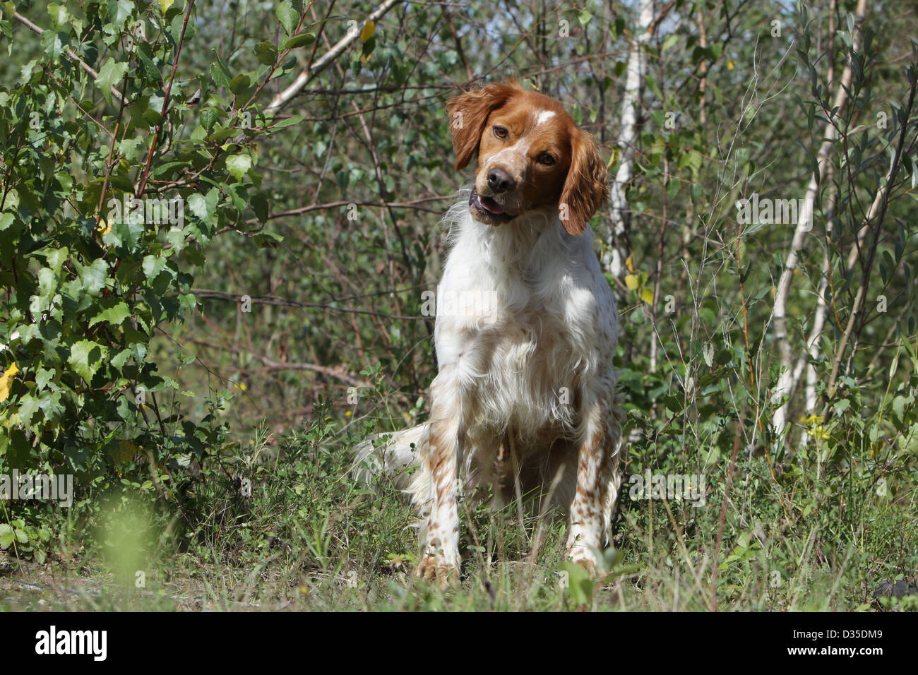Dog Brittany Spaniel / Epagneul breton adult sitting in a wood Stock ...