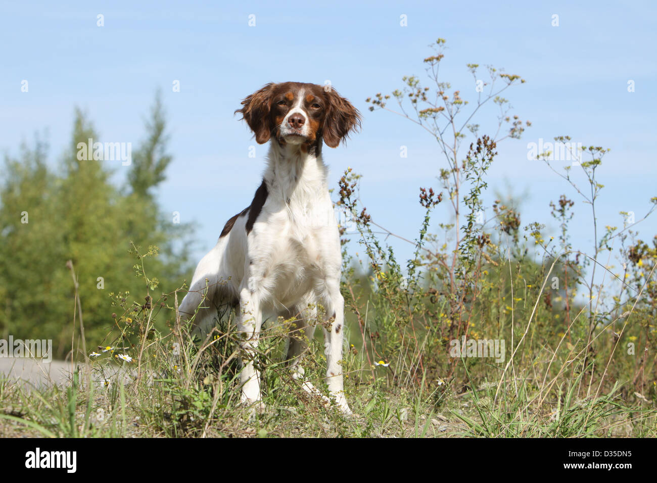Dog Brittany Spaniel / Epagneul breton adult (tricolor liver) standing ...