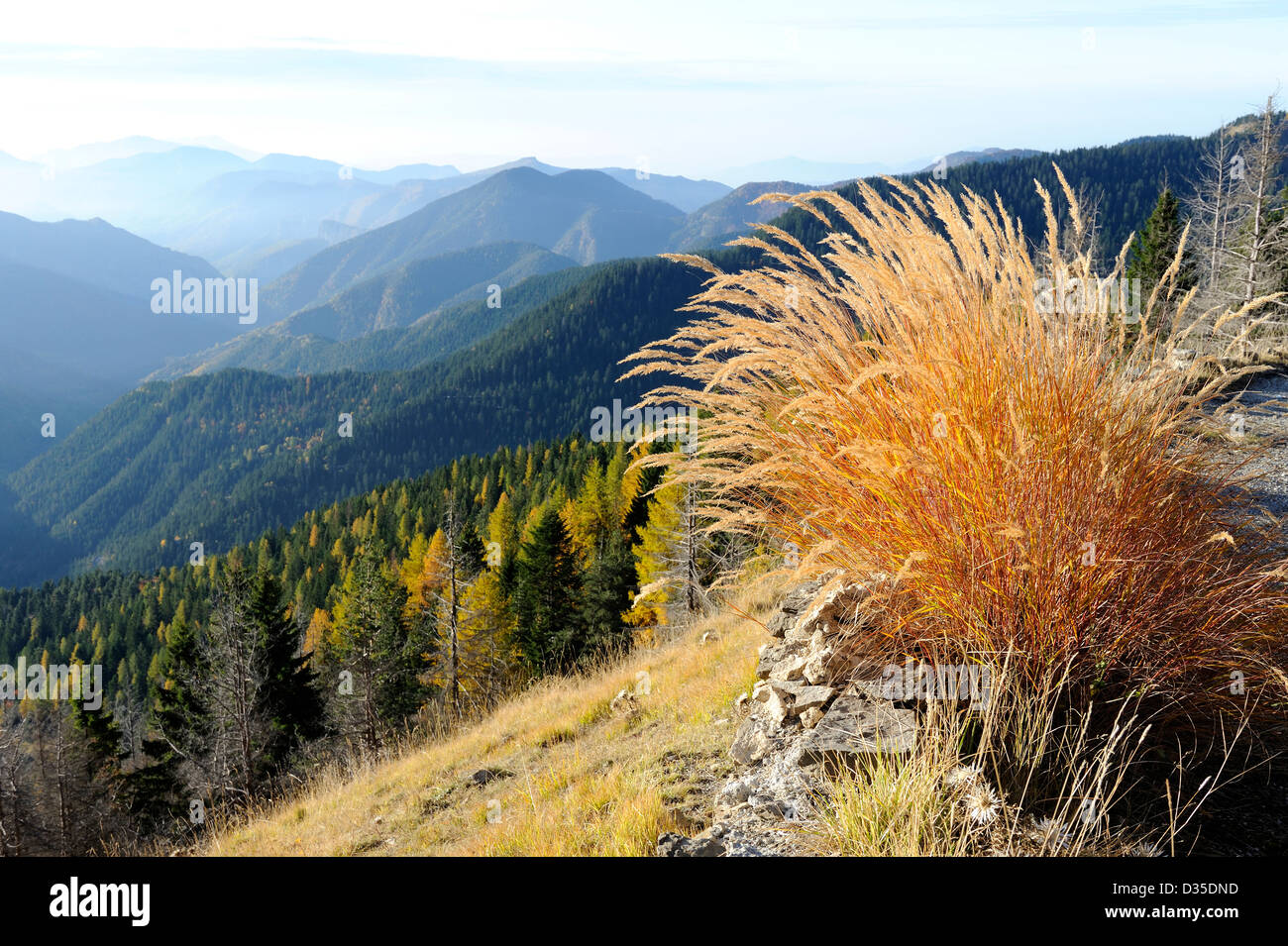 National Park of Mercantour during autumn period, pine trees changing ...