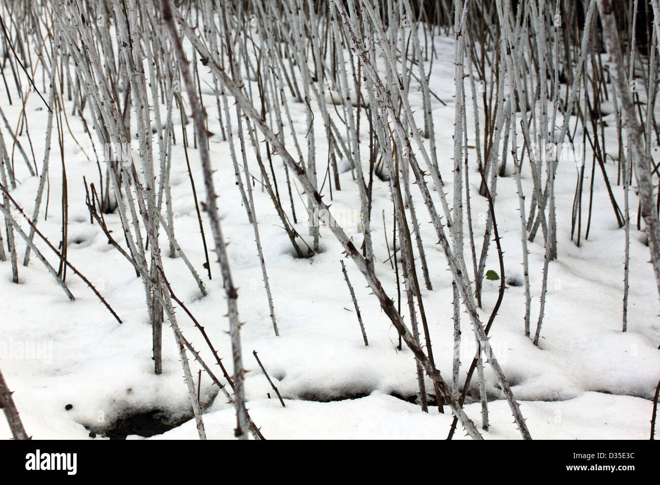 Rubus cockburnianus, ornamental bramble in winter snow. Surrey England ...