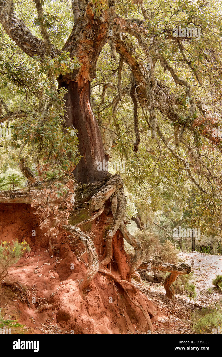 Air roots hi-res stock photography and images - Alamy