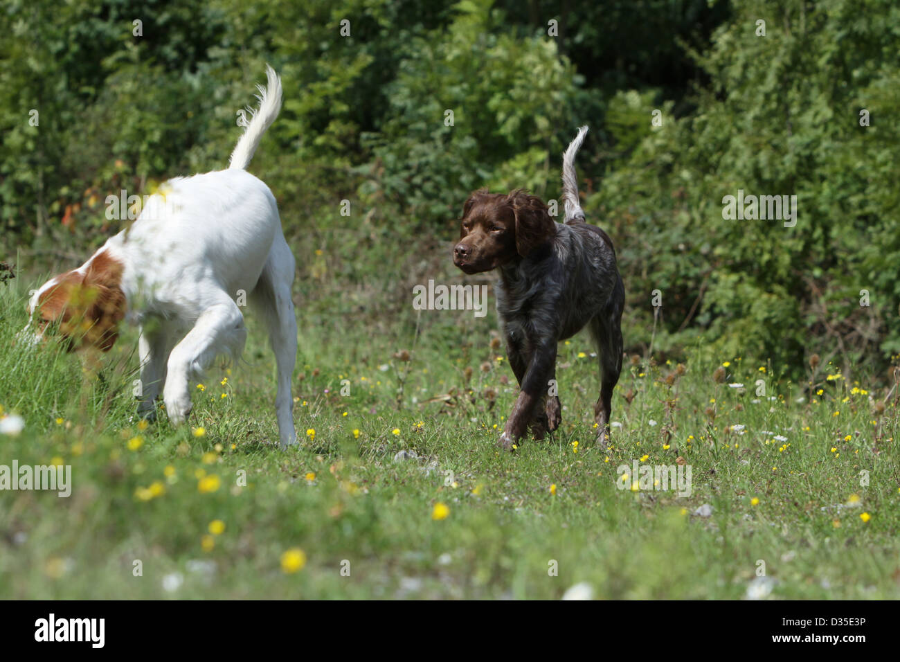 Dog Brittany Spaniel / Epagneul breton two adults different colors ...