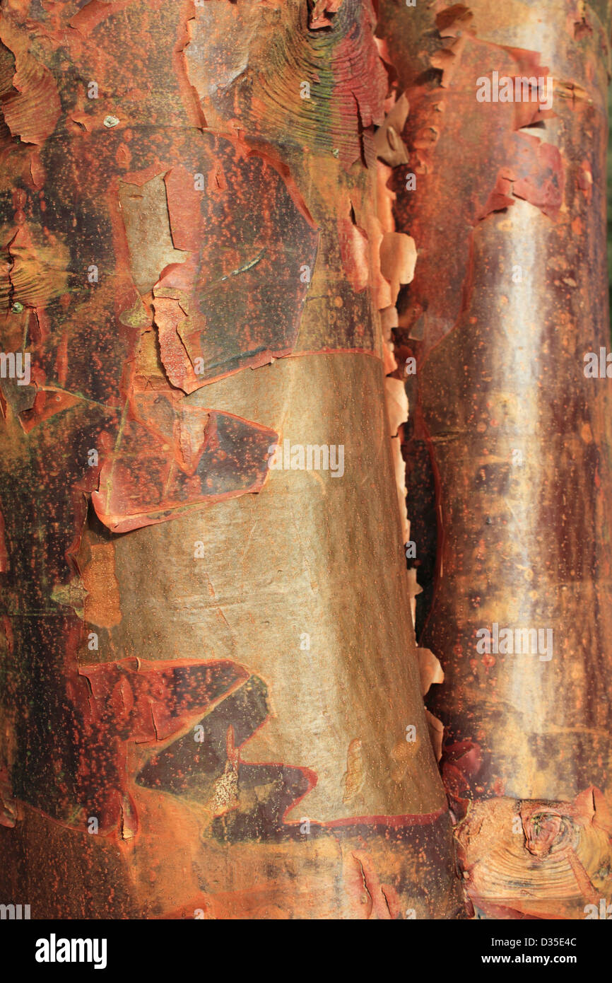 Papery bark of a birch tree Stock Photo - Alamy