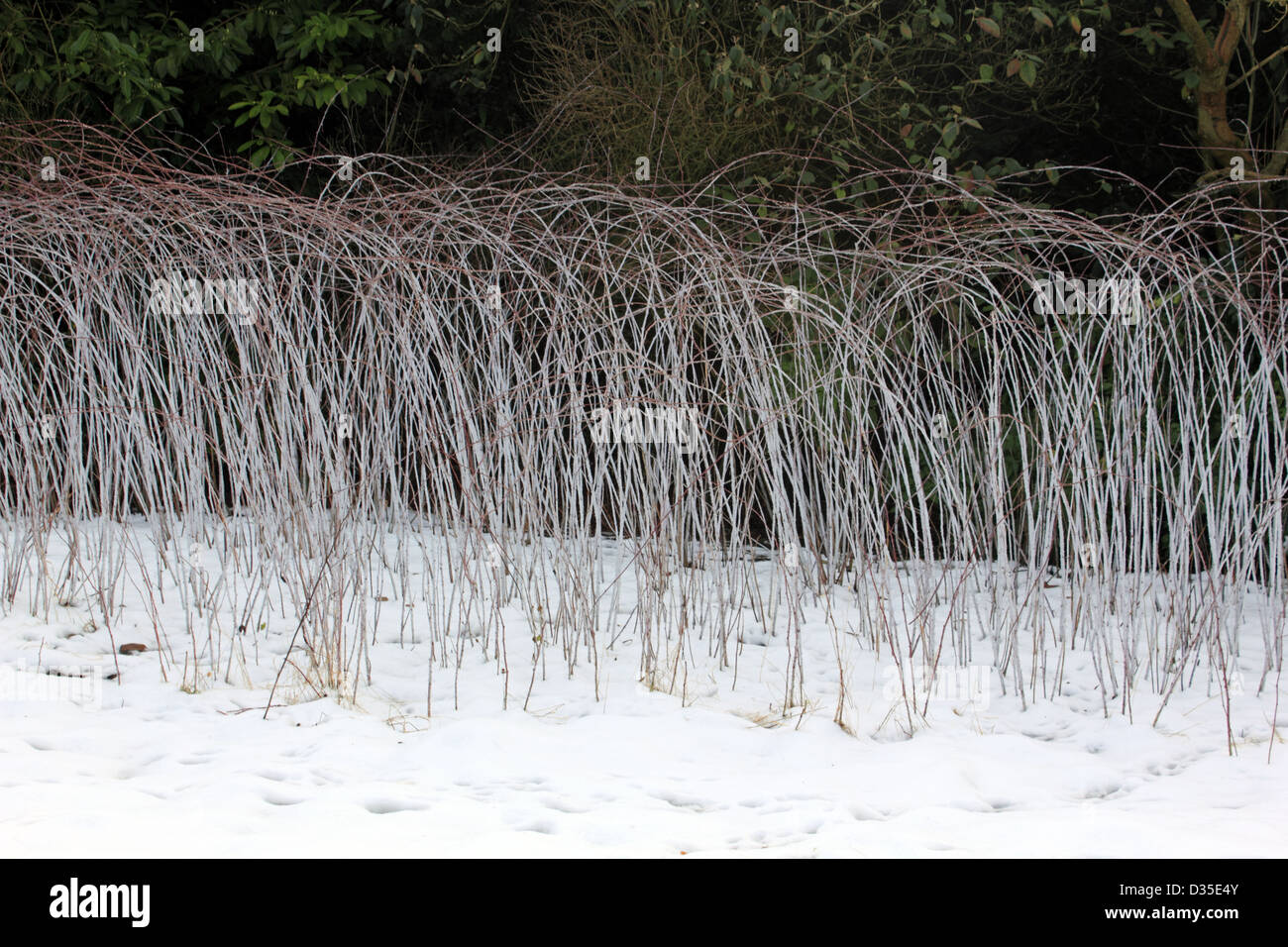 Rubus cockburnianus hi-res stock photography and images - Alamy