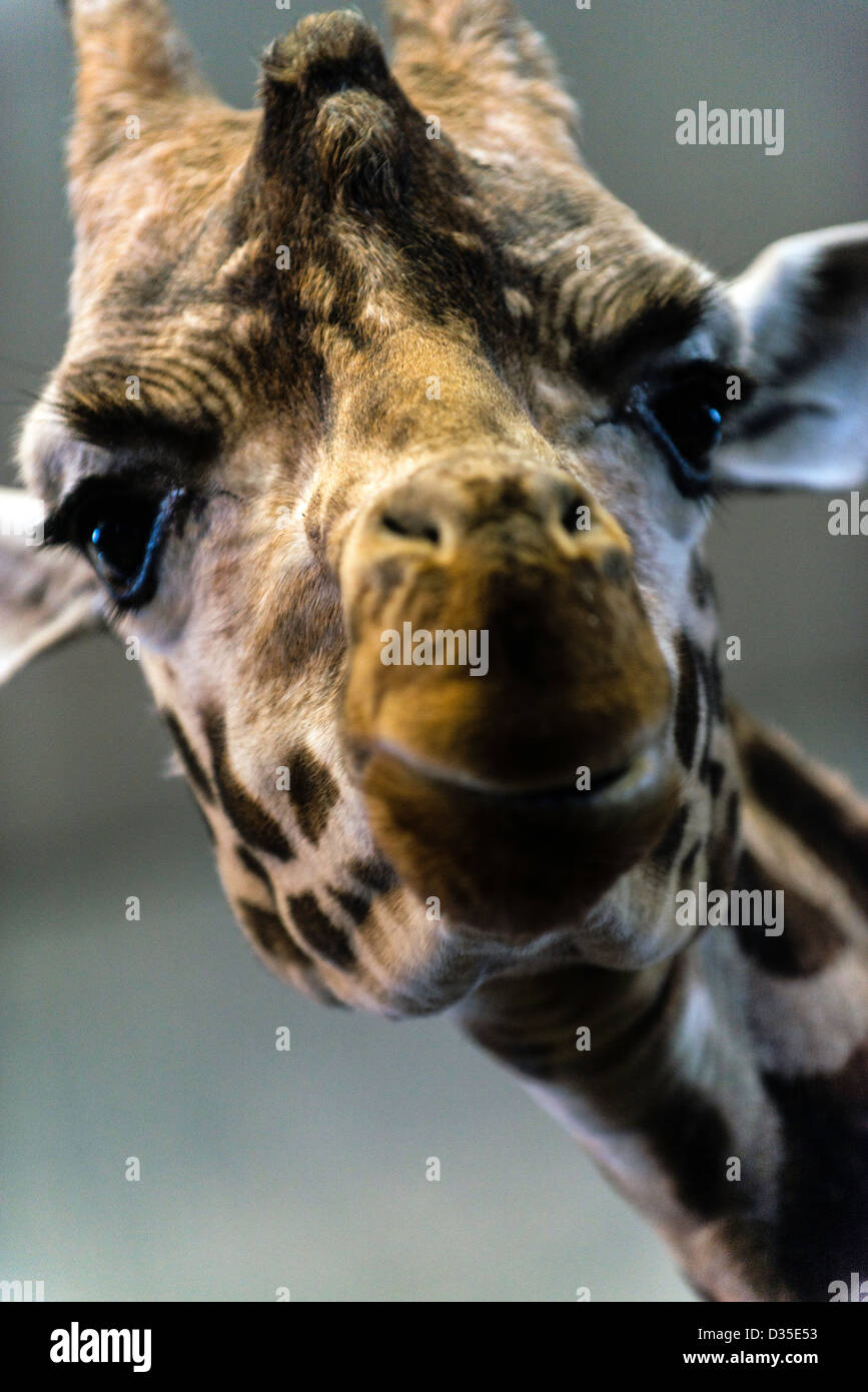 Giraffe london zoo hi-res stock photography and images - Alamy