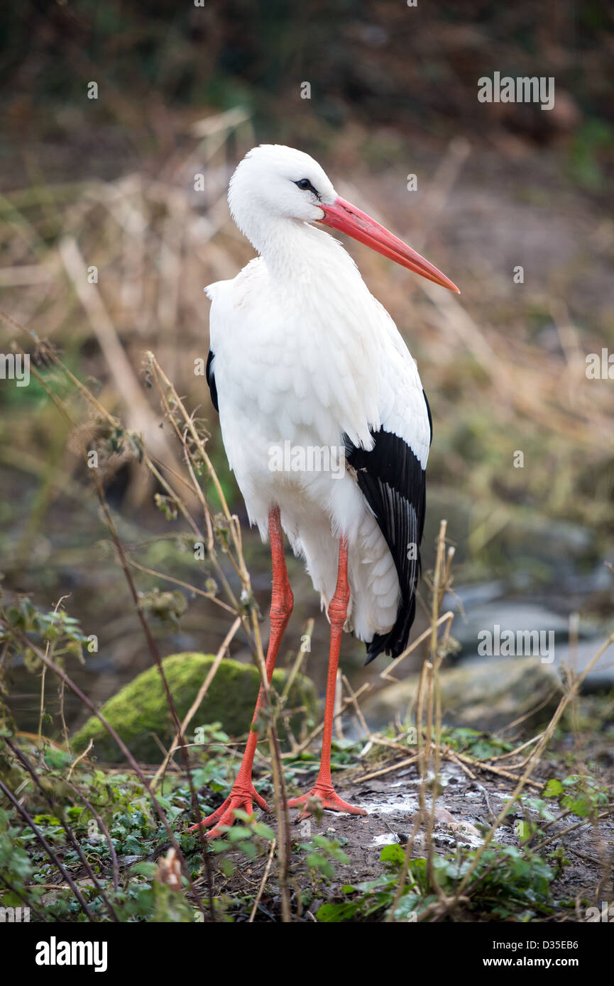 Long stalks hi-res stock photography and images - Alamy