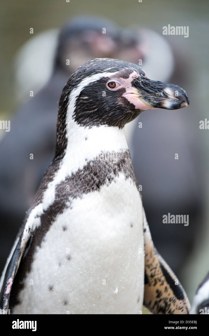 The humboldt penguin spheniscus humboldti patranca is south american ... The humboldt penguin spheniscus humboldti patranca is south american ...