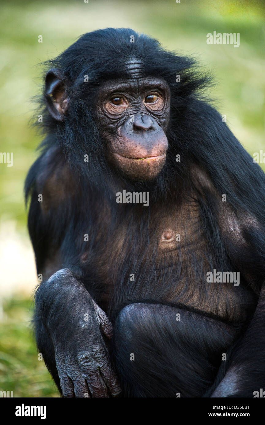 Bonobo Chimp Portrait Stock Photo - Alamy